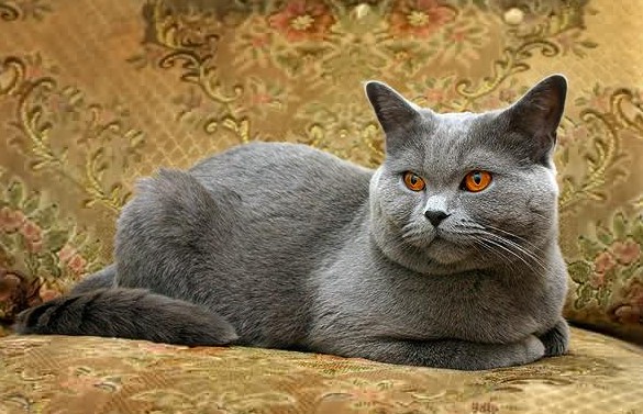 Kočky :: Příroda a zvířata